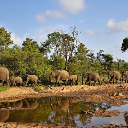 Tierisch beeindruckend: meine Safari im Krüger Nationalpark