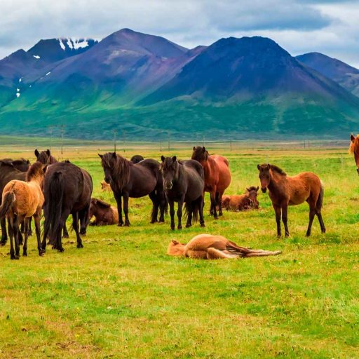 Islands Pferde, heiße Bäder & Naturschönheiten - moja TRAVEL