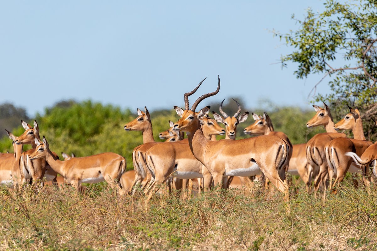 Selbstfahrertour von Windhoek nach Victoria Falls - moja TRAVEL