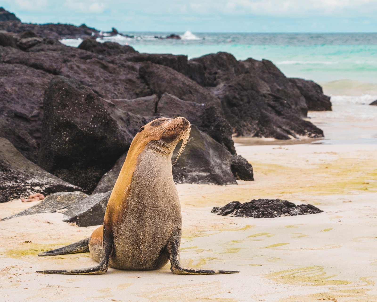 Die Tiere auf den Galapagos Inseln