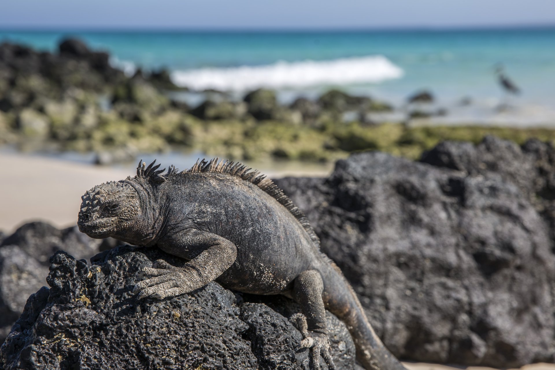 Die Tierwelt auf den Galapagos-Inseln